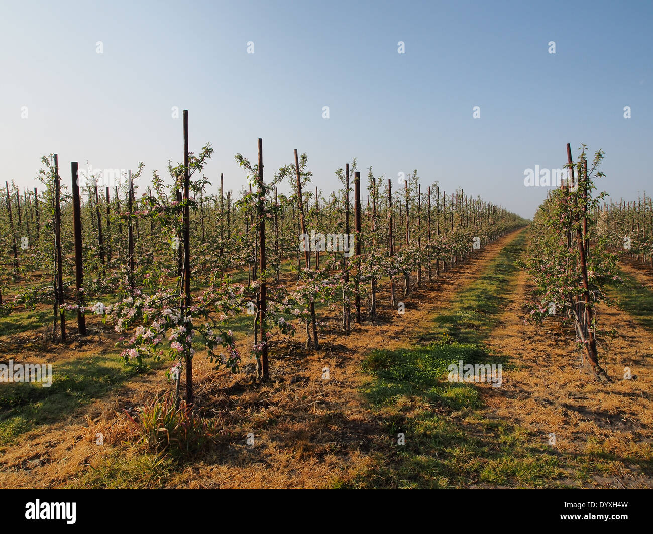 Apple orchard spring hi-res stock photography and images - Alamy