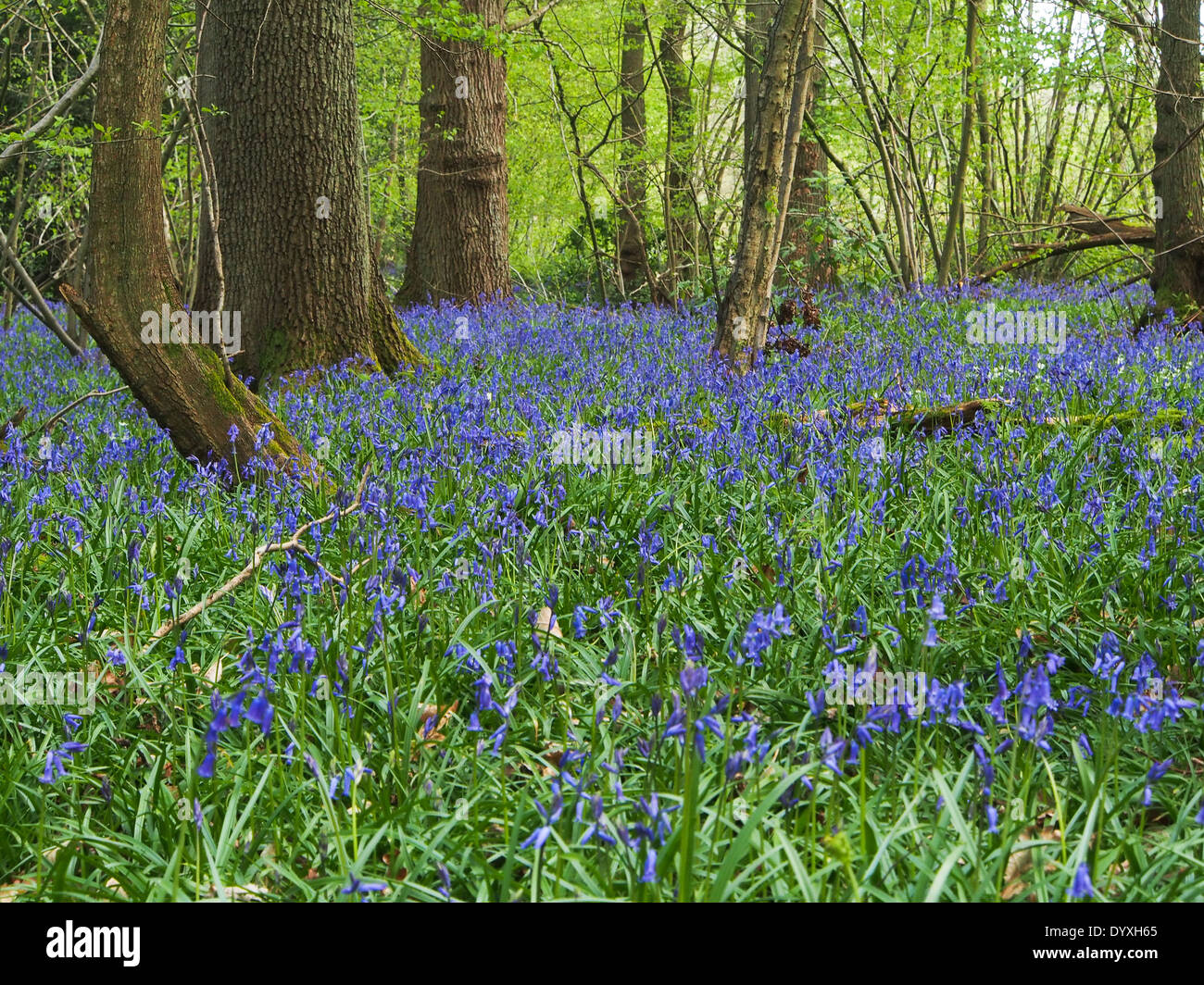 Bluebell wood in Spring in the Kent Countryside Stock Photo - Alamy