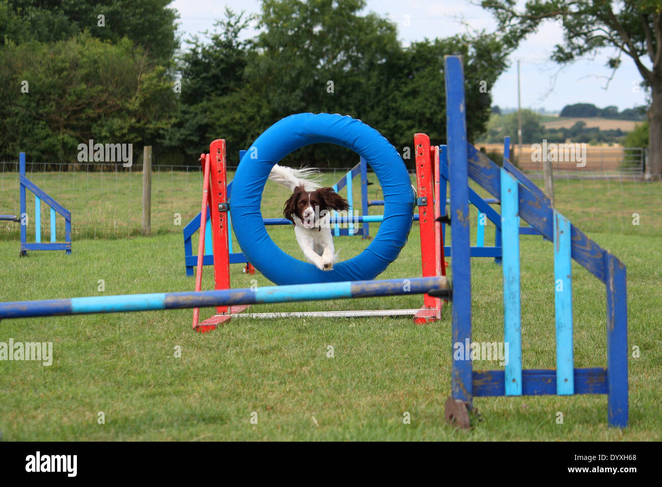 English springer spaniel jumping hi-res stock photography and images ...