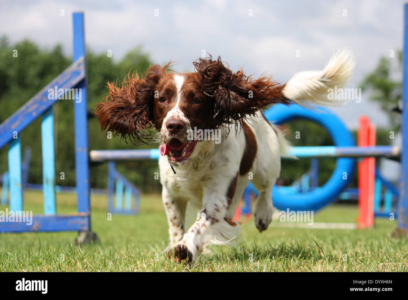 liver and white working type english springer spaniel pet gundog ...