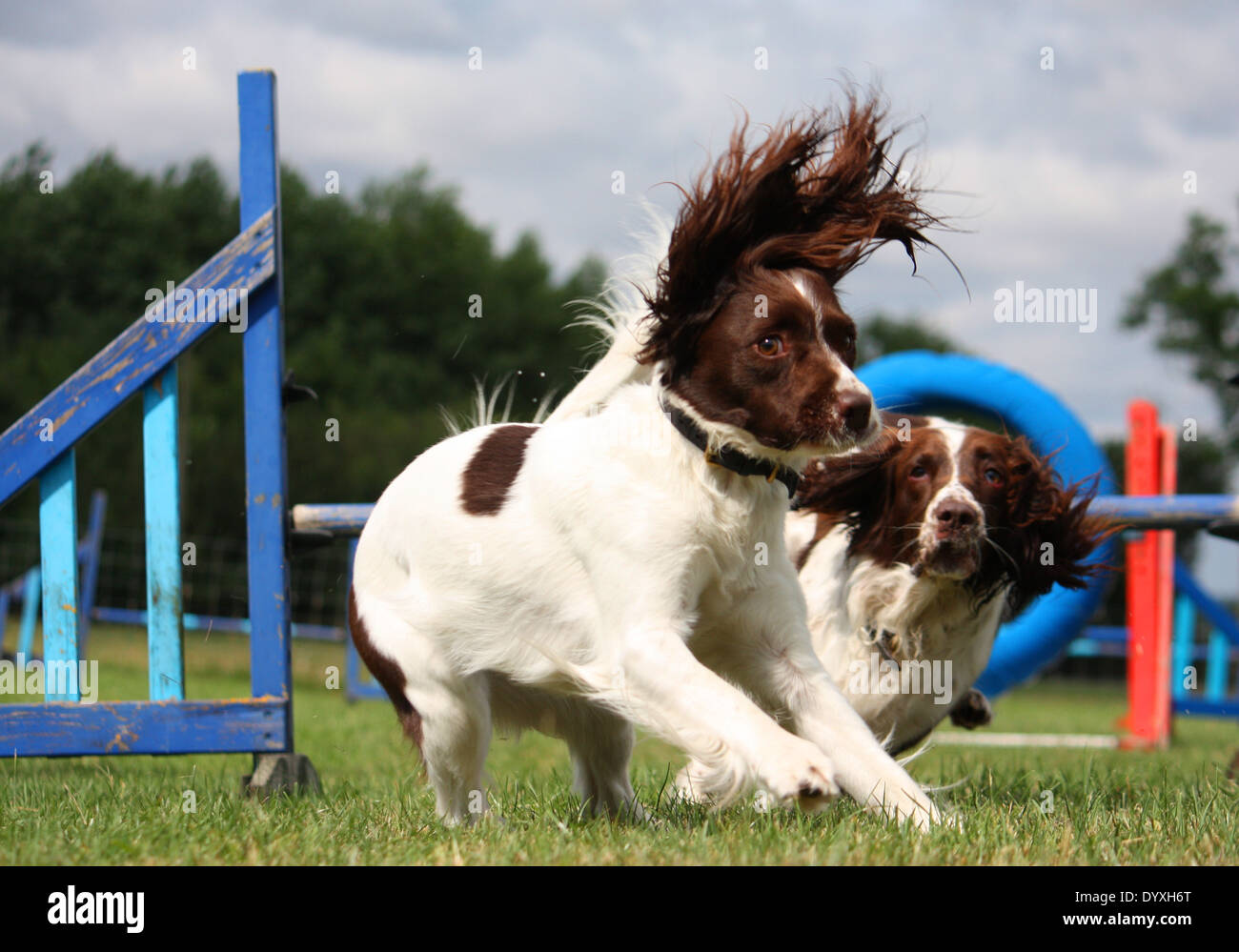 liver and white working type english springer spaniel pet gundog ...