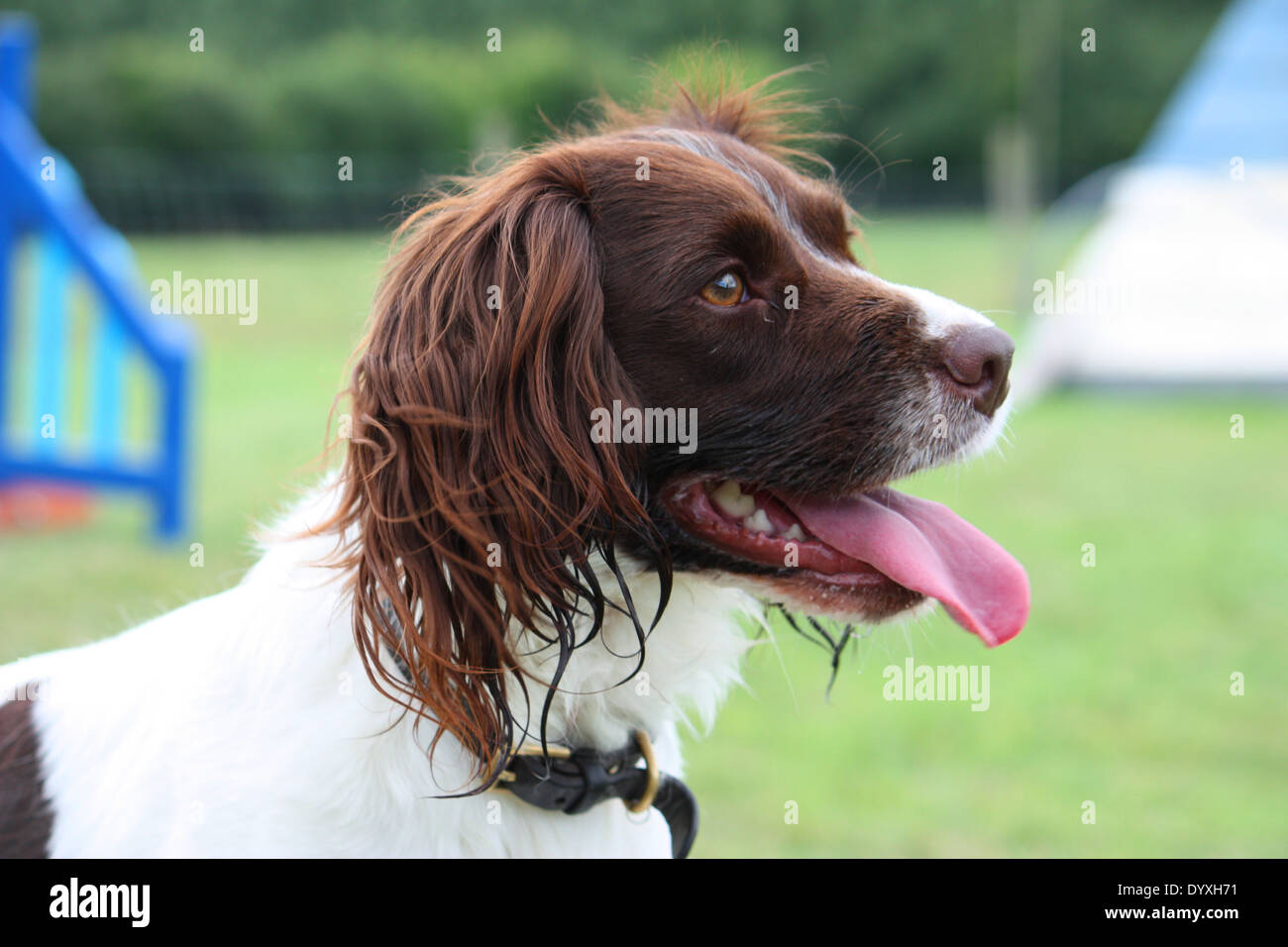 working type liver and white english springer spaniel pet gundog Stock ...