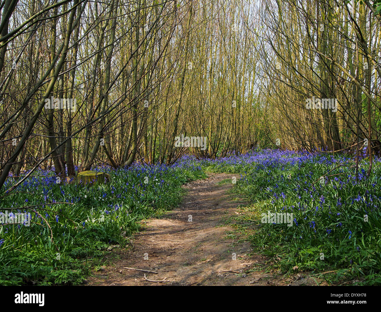 Bluebell woods kent hi-res stock photography and images - Alamy