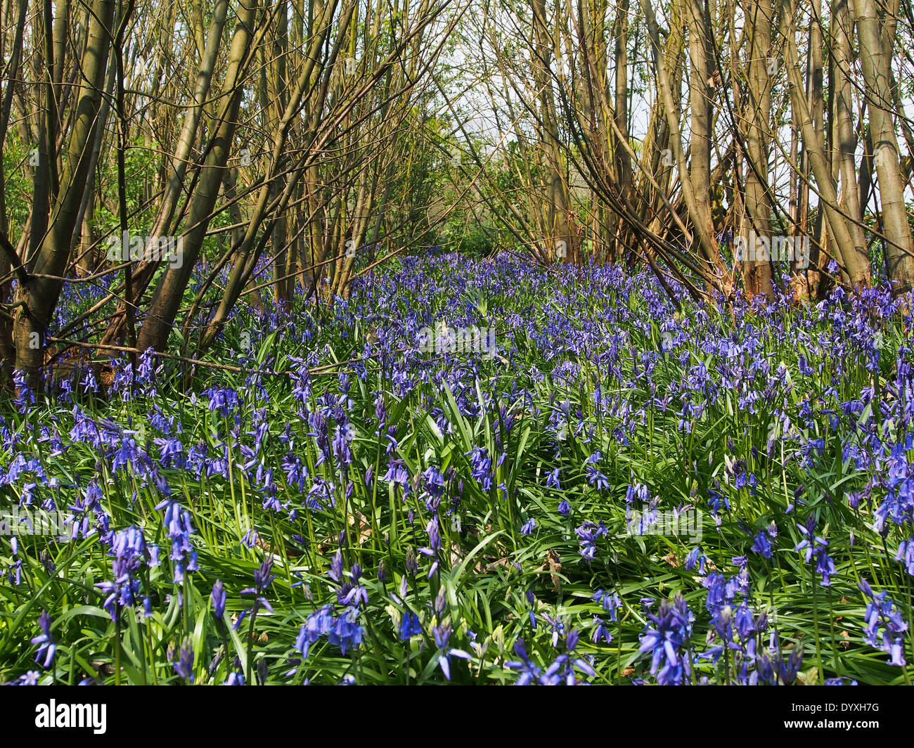 Bluebell wood in Spring in the Kent Countryside Stock Photo - Alamy