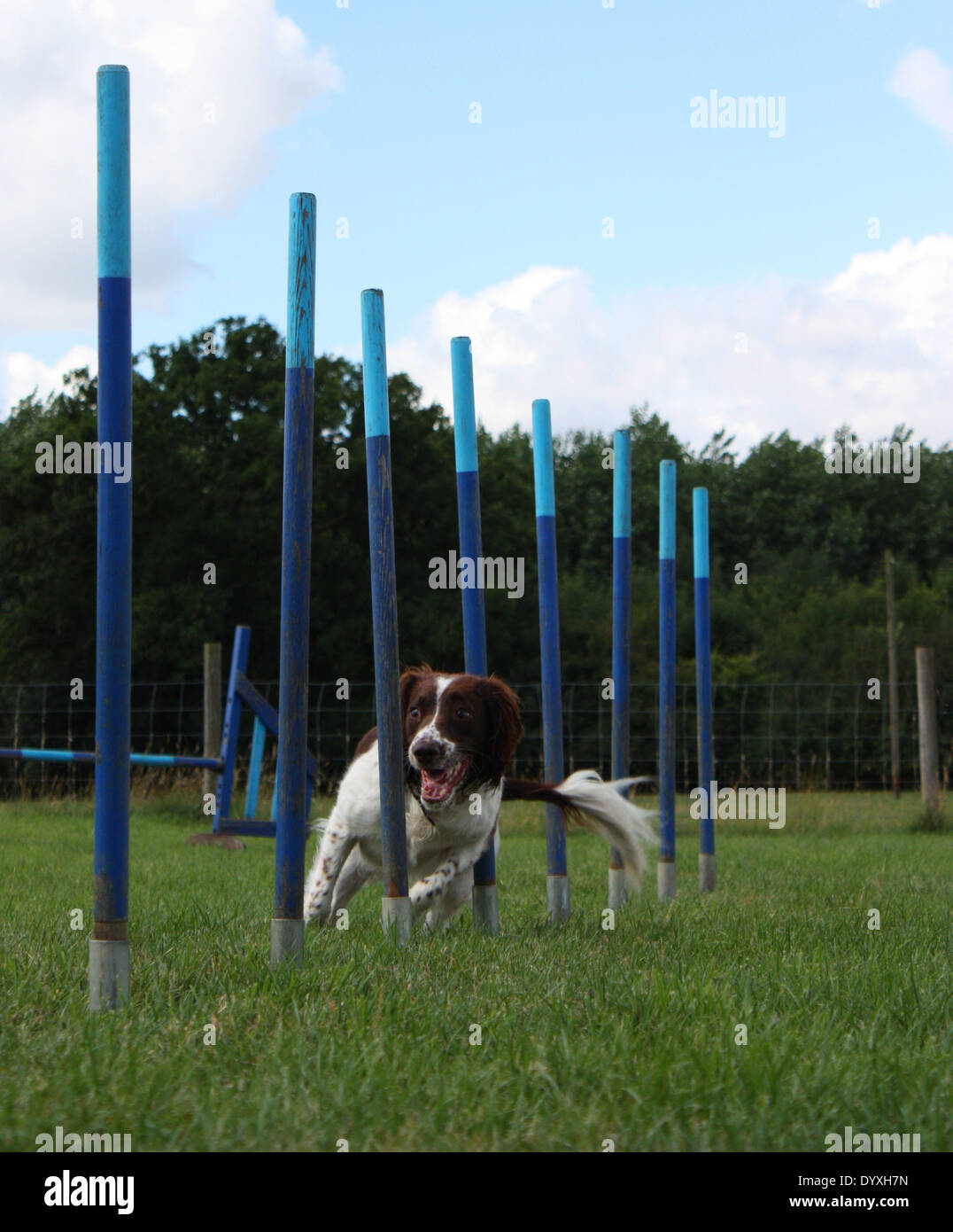 Liver and white springer spaniel hi-res stock photography and images ...