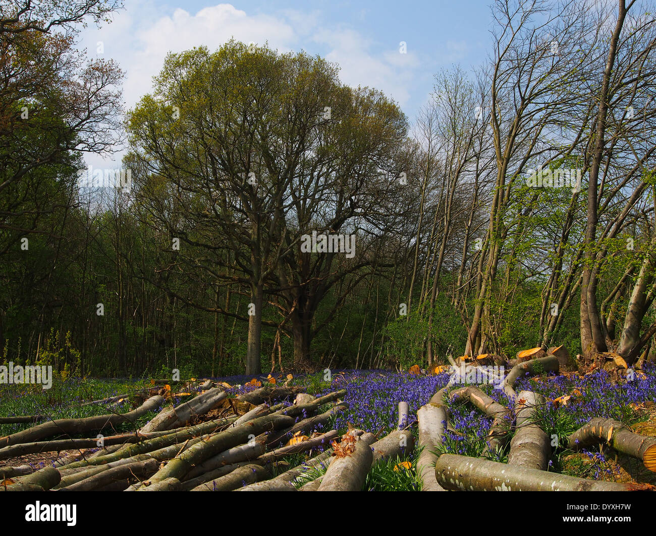Bluebell wood in Spring in the Kent Countryside Stock Photo - Alamy