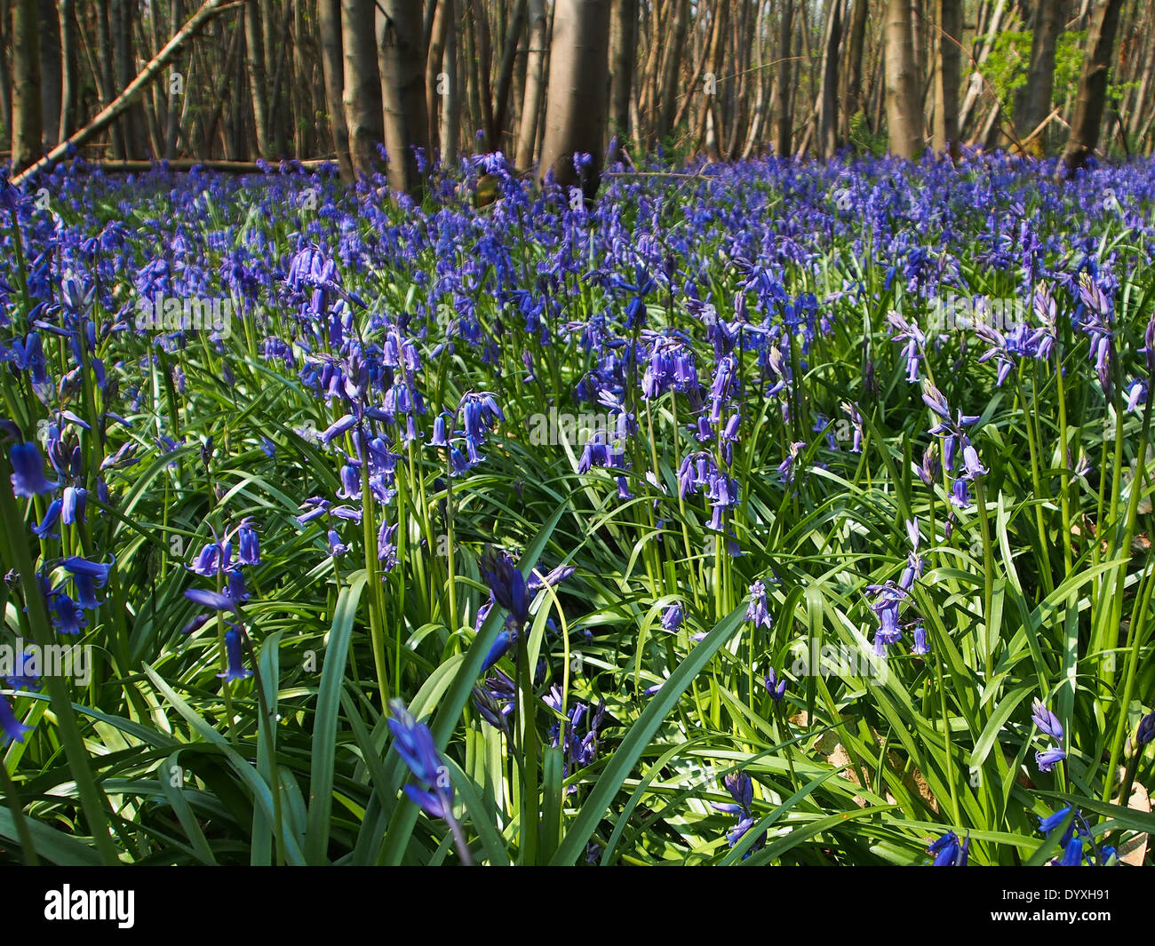 Bluebell wood in Spring in the Kent Countryside Stock Photo - Alamy