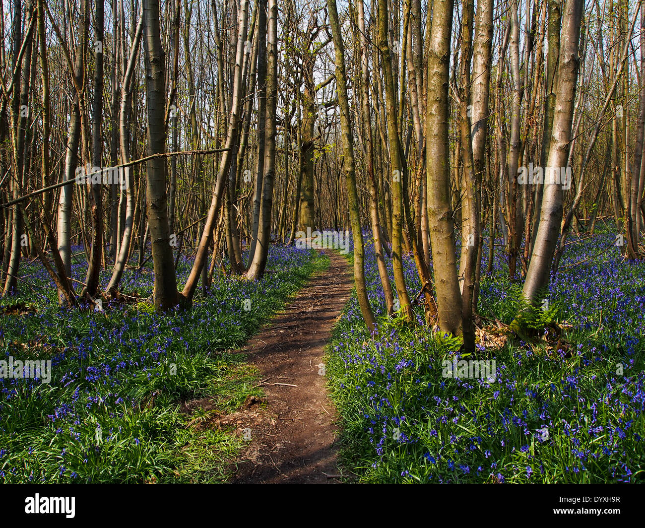 Bluebell wood in Spring in the Kent Countryside Stock Photo - Alamy