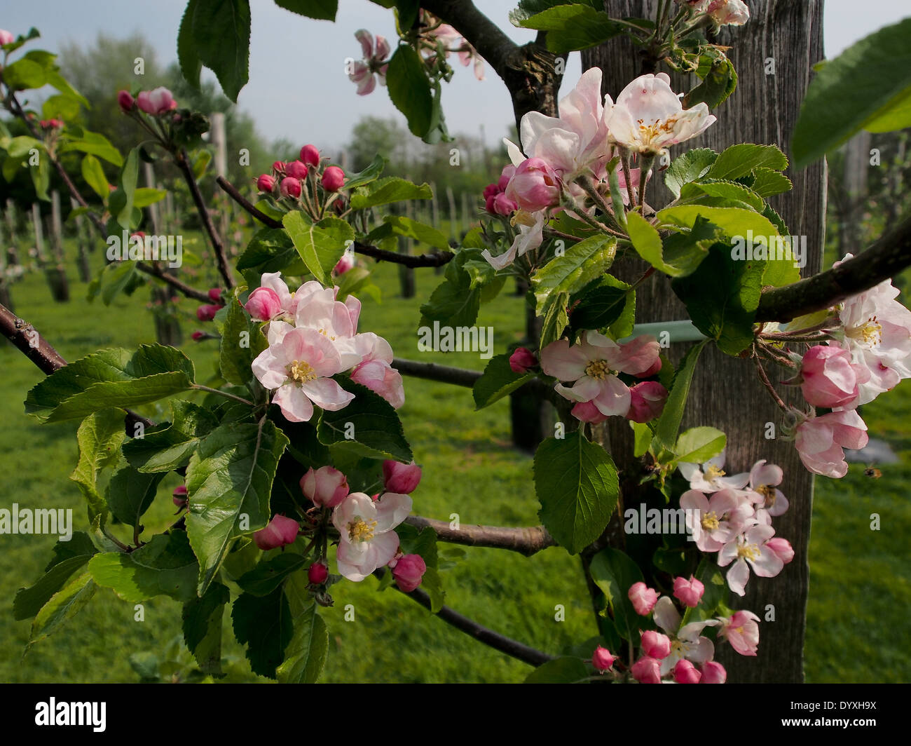 Apple orchard kent traditional hi-res stock photography and images - Alamy