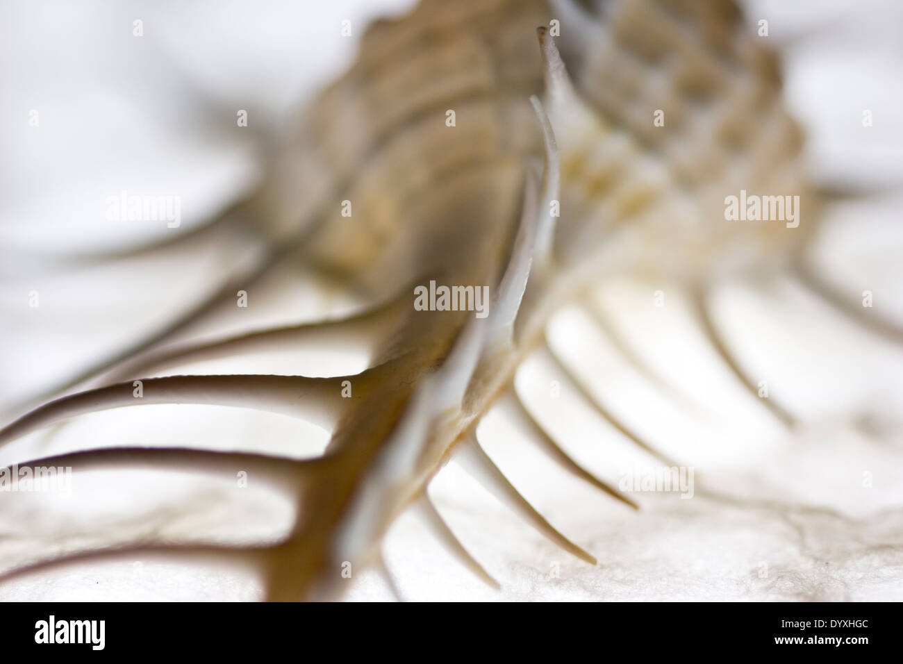 Spider shell hi-res stock photography and images - Alamy