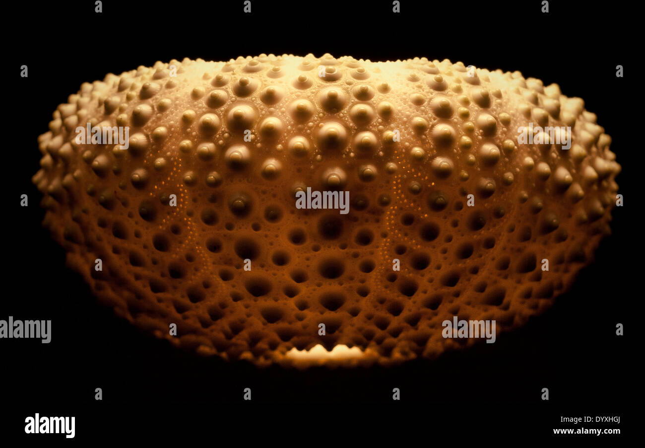 Sea urchin centrostephanus rodgersii hi-res stock photography and ...