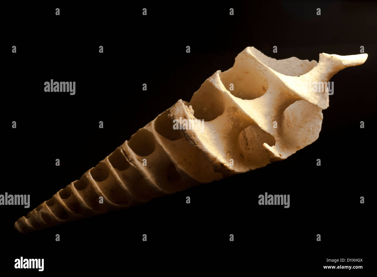 Shell section hi-res stock photography and images - Alamy
