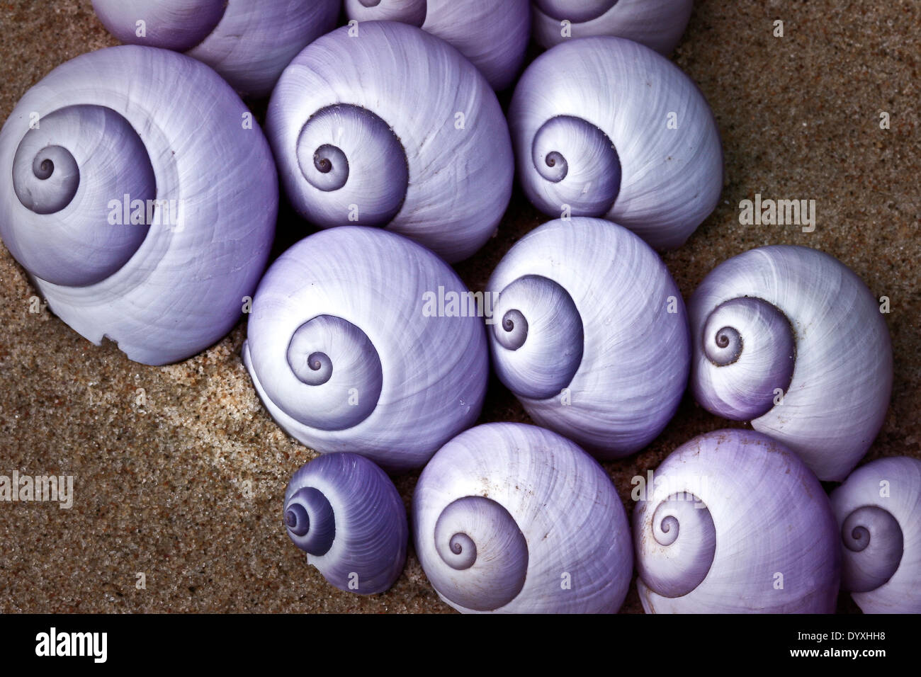 close-up of installation of purple sea snail shells on the beach at ...