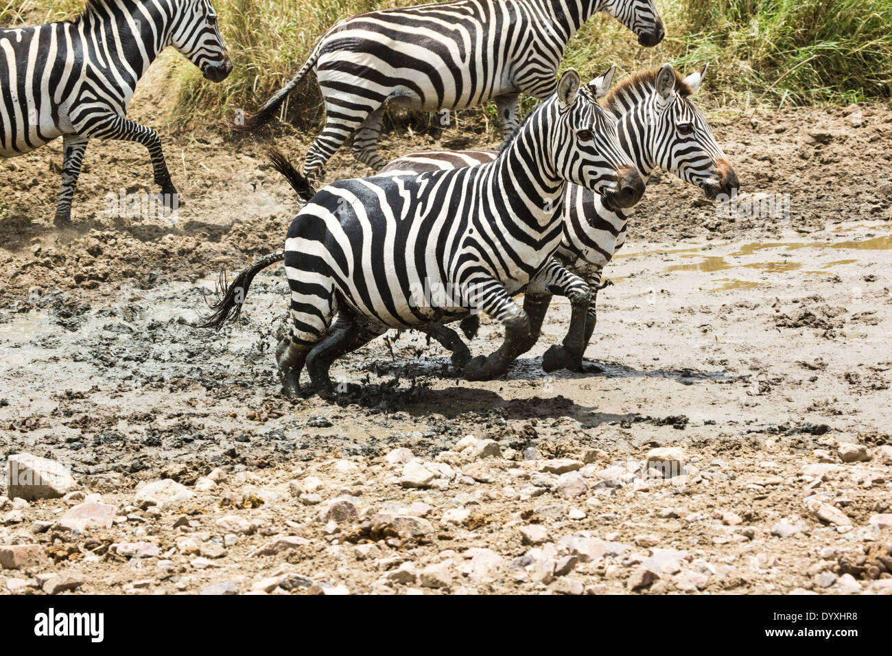Zebras in the watering hole mud, Serengeti National Park, Tanzania ...
