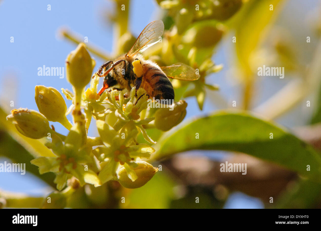 Honey bee collects nectar from blossoms in an avocado Plantation ...
