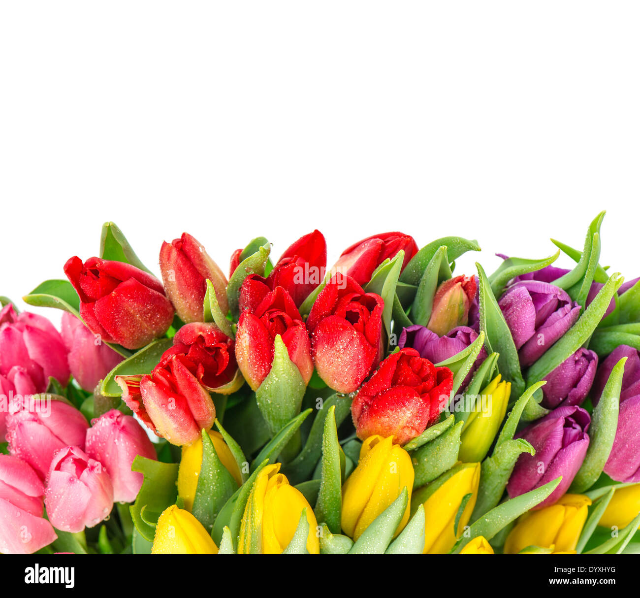 bouquet of fresh multicolor tulips over white background. spring ...