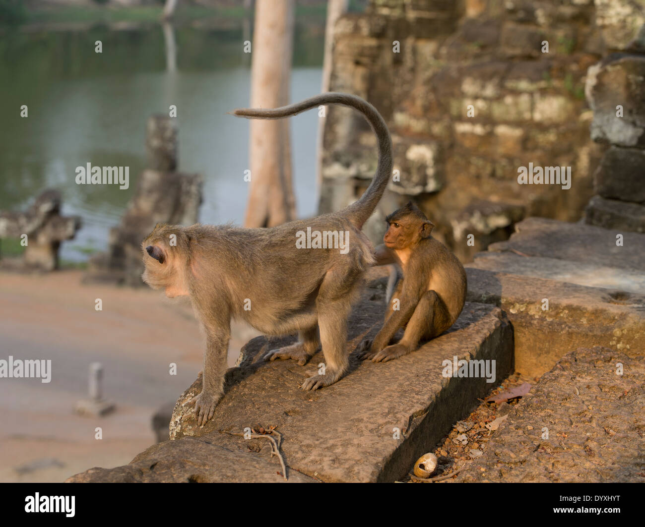 Cambodia monkeys hi-res stock photography and images - Alamy