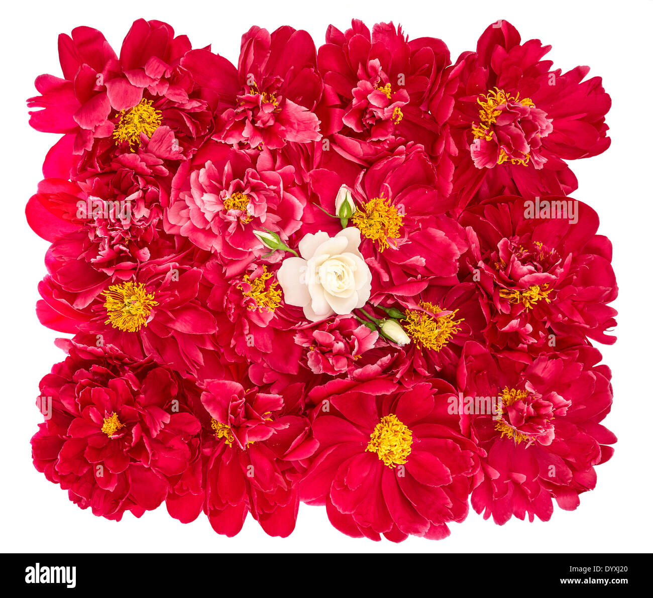 White single rose hi-res stock photography and images - Alamy