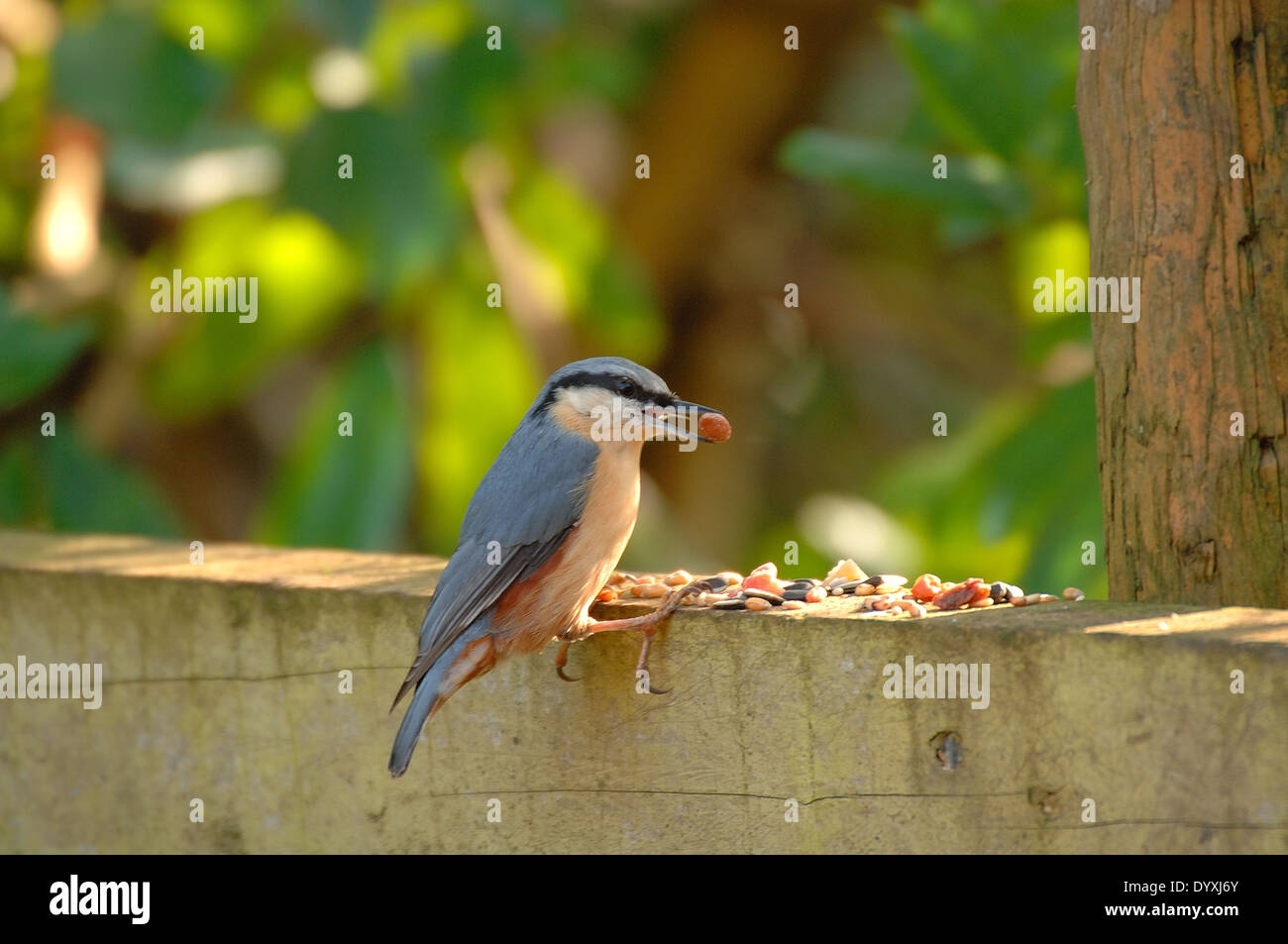 Nuthatch feeding hi-res stock photography and images - Alamy