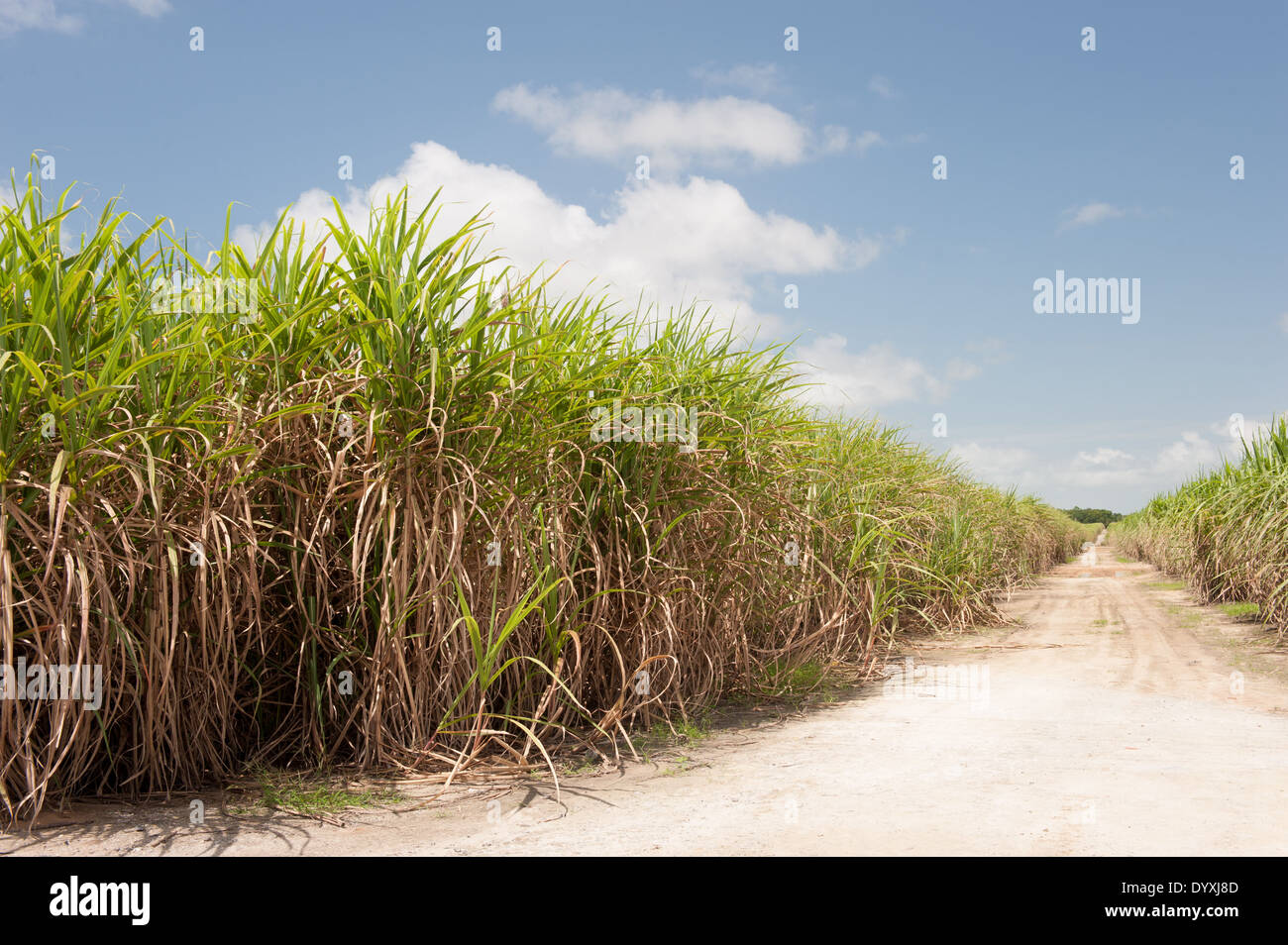 Sugar cane plantation brazil hi-res stock photography and images - Alamy