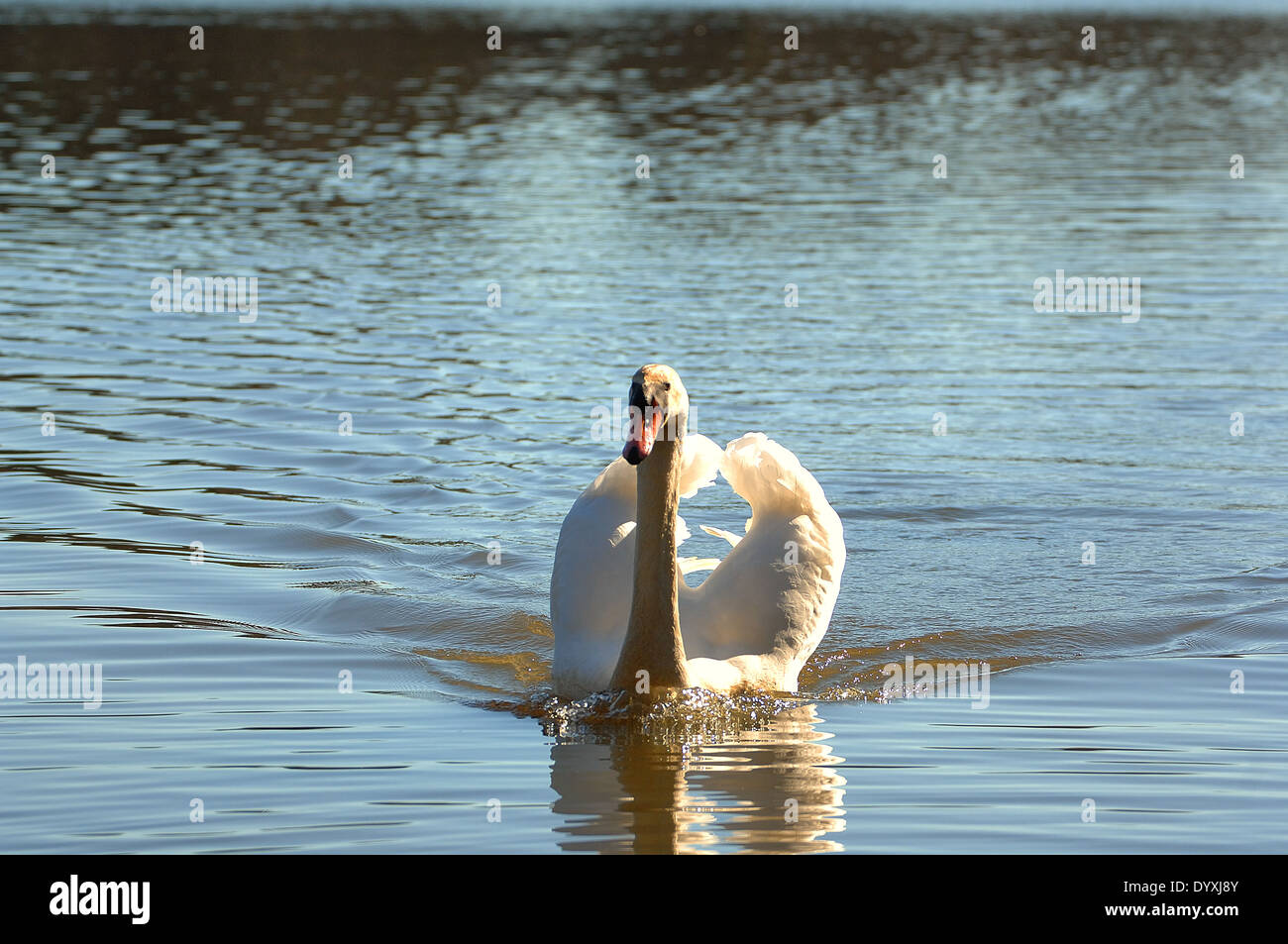 Devon lakes hi-res stock photography and images - Alamy