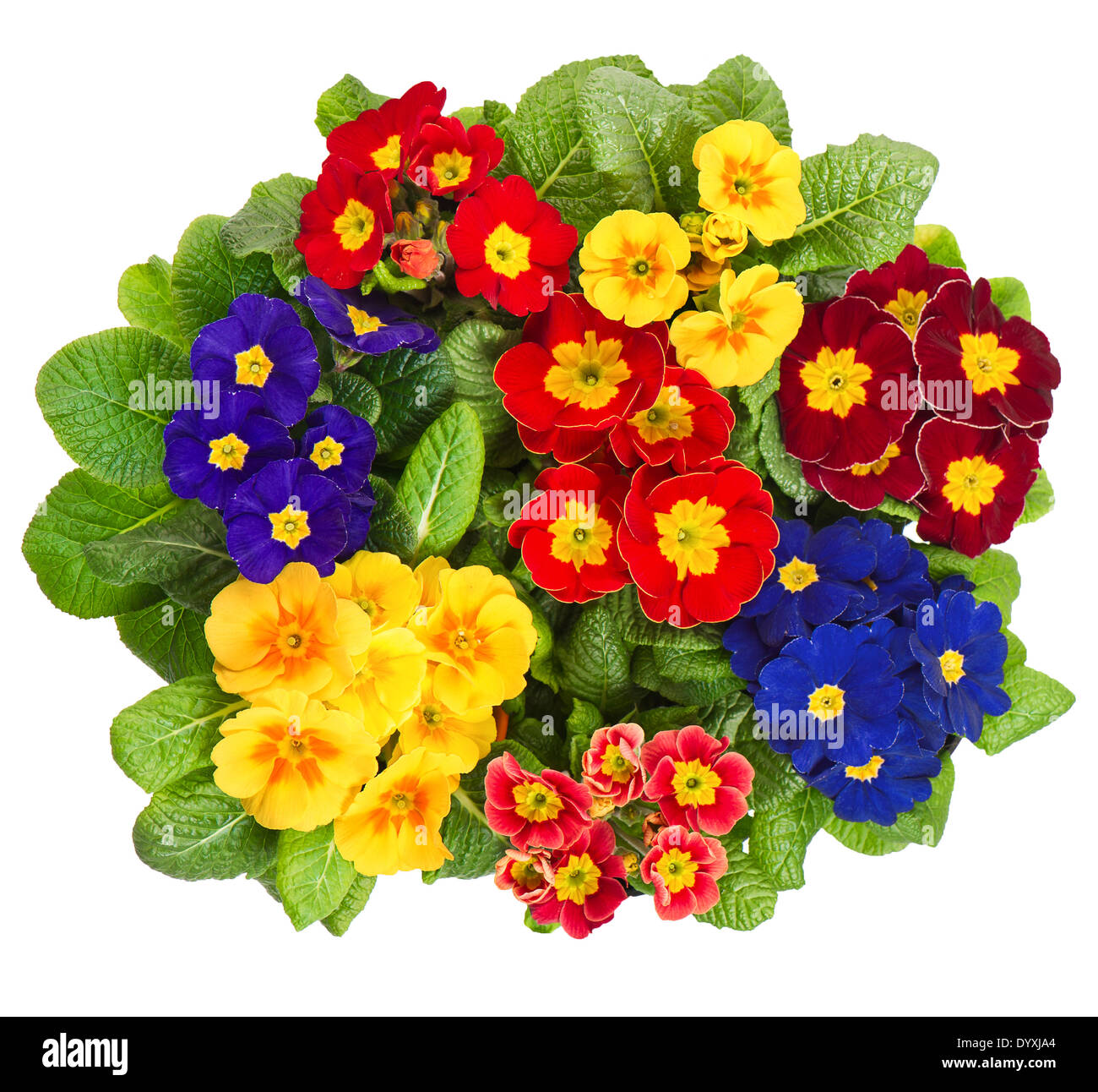 Red spring blooms Cut Out Stock Images & Pictures - Alamy
