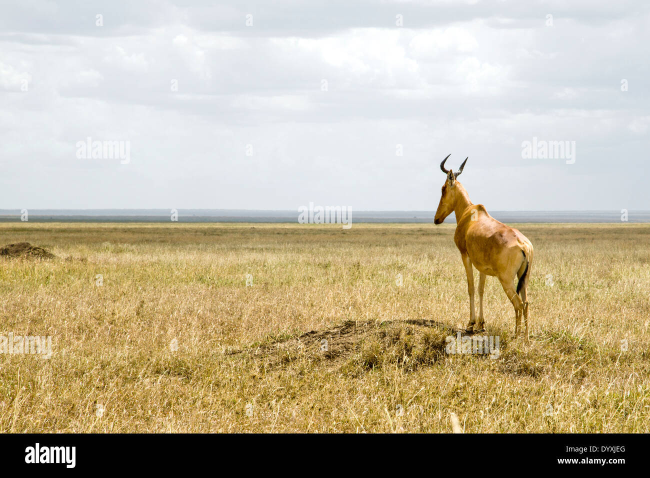 Serengeti national park topi hi-res stock photography and images - Alamy