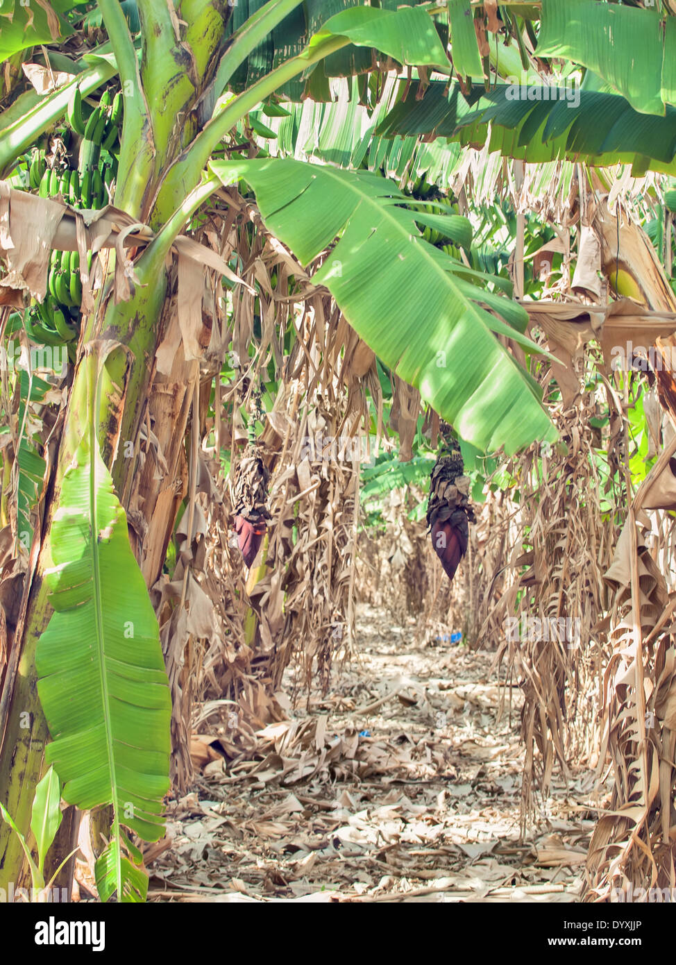 Banana tree raw ripe plant hi-res stock photography and images - Alamy