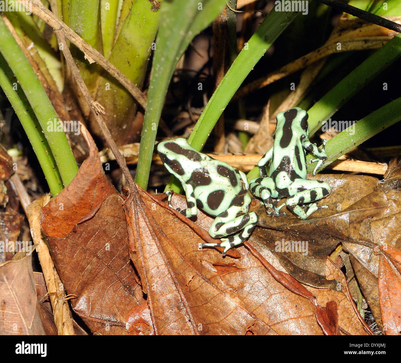 Green and brown poison arrow frogs (Dendrobates auratus) green and ...