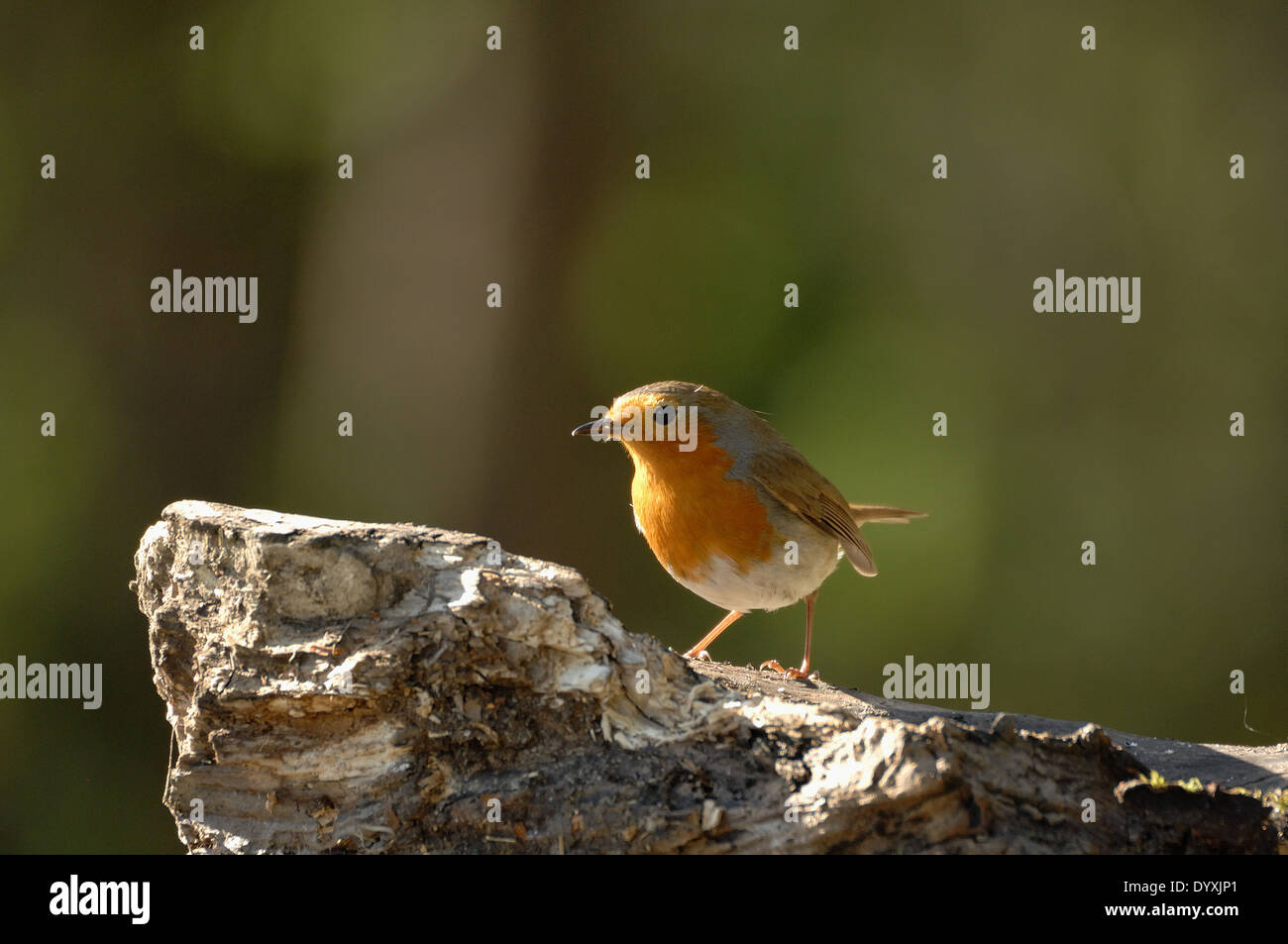 Robin birds hi-res stock photography and images - Alamy