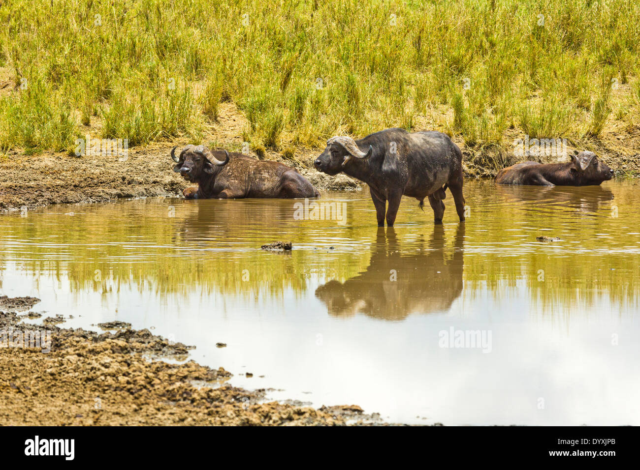 Water buffalo in mud pool hi-res stock photography and images - Alamy