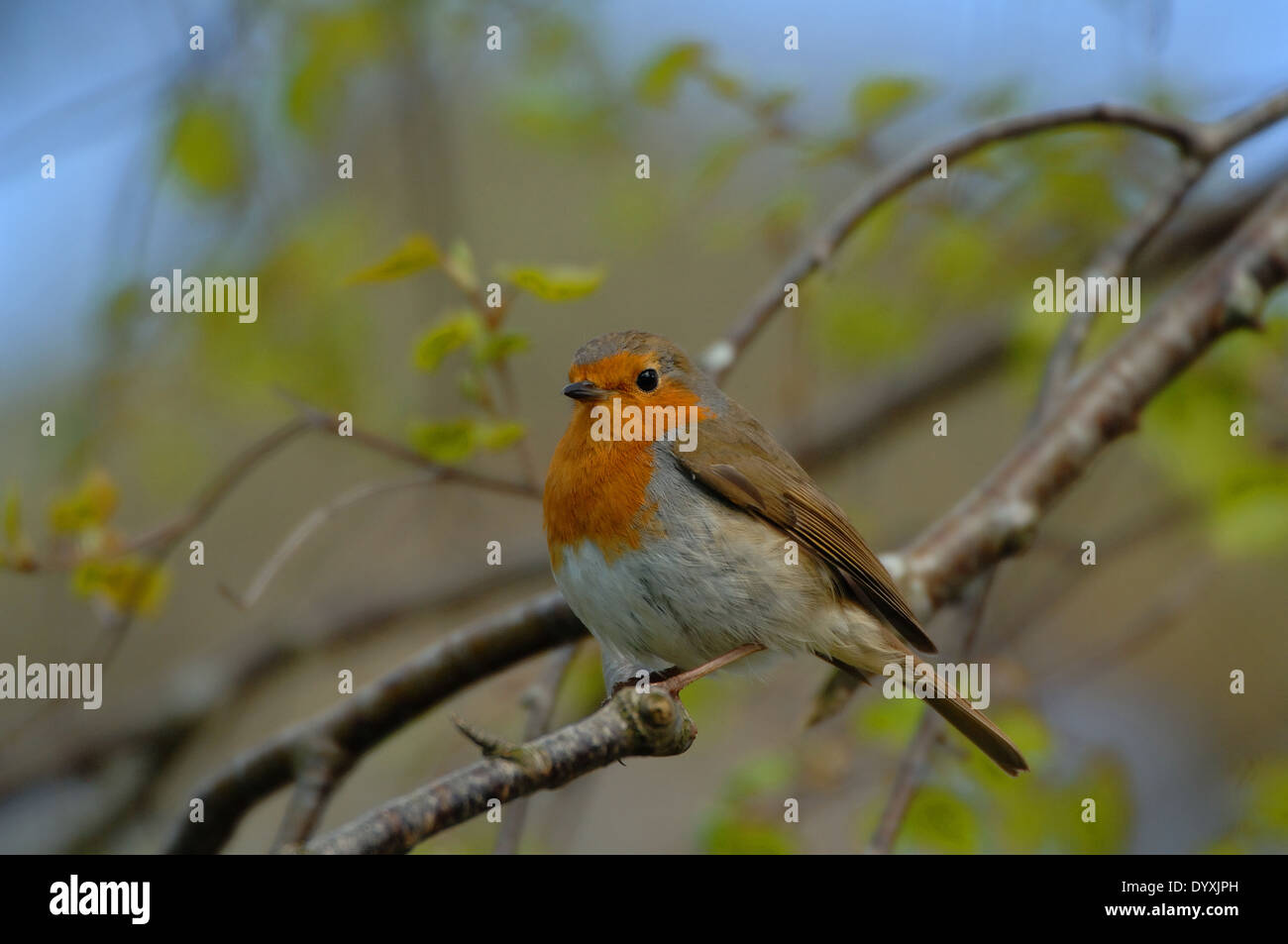 Robin on branch Stock Photo - Alamy