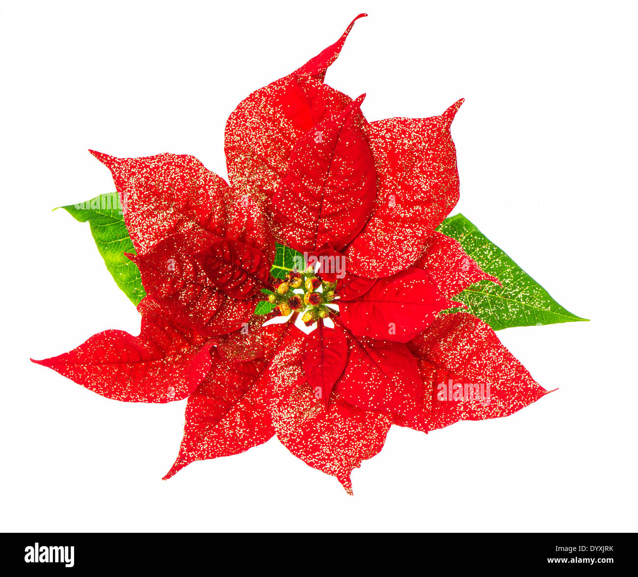 Traditional christmas flower Cut Out Stock Images & Pictures - Alamy