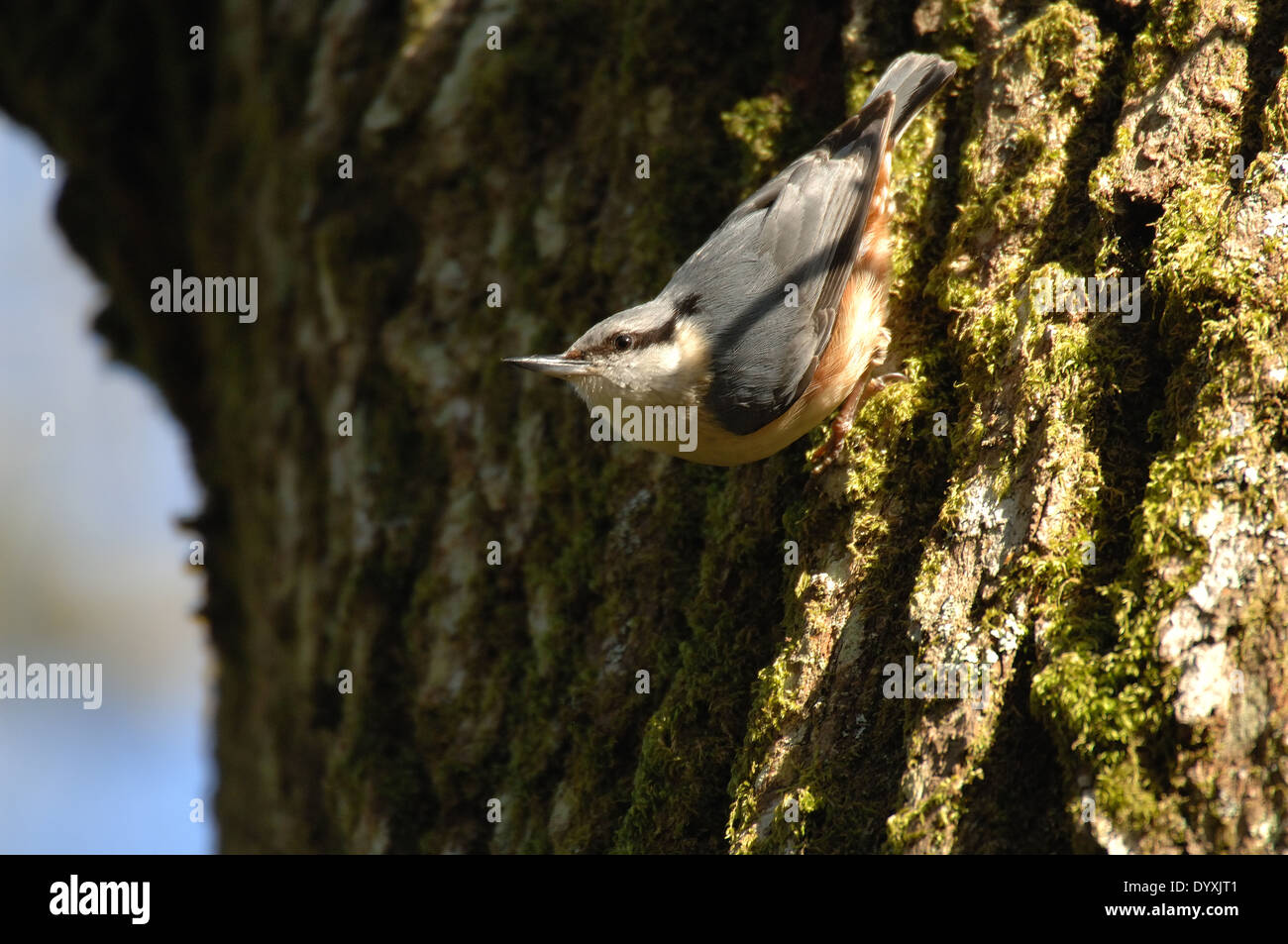 Nuthatch on tree in Devon Stock Photo - Alamy