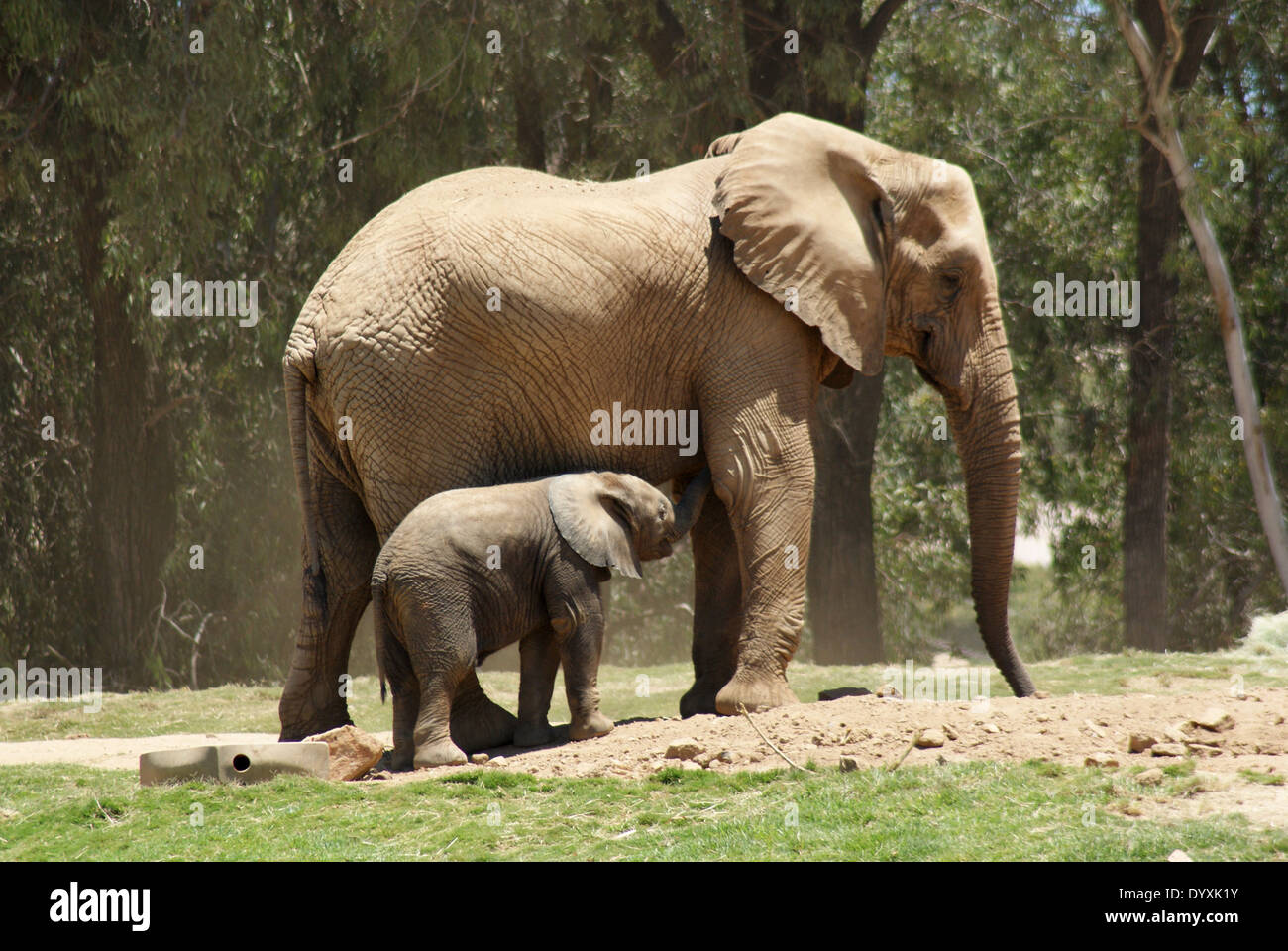 Life of elephants hi-res stock photography and images - Alamy