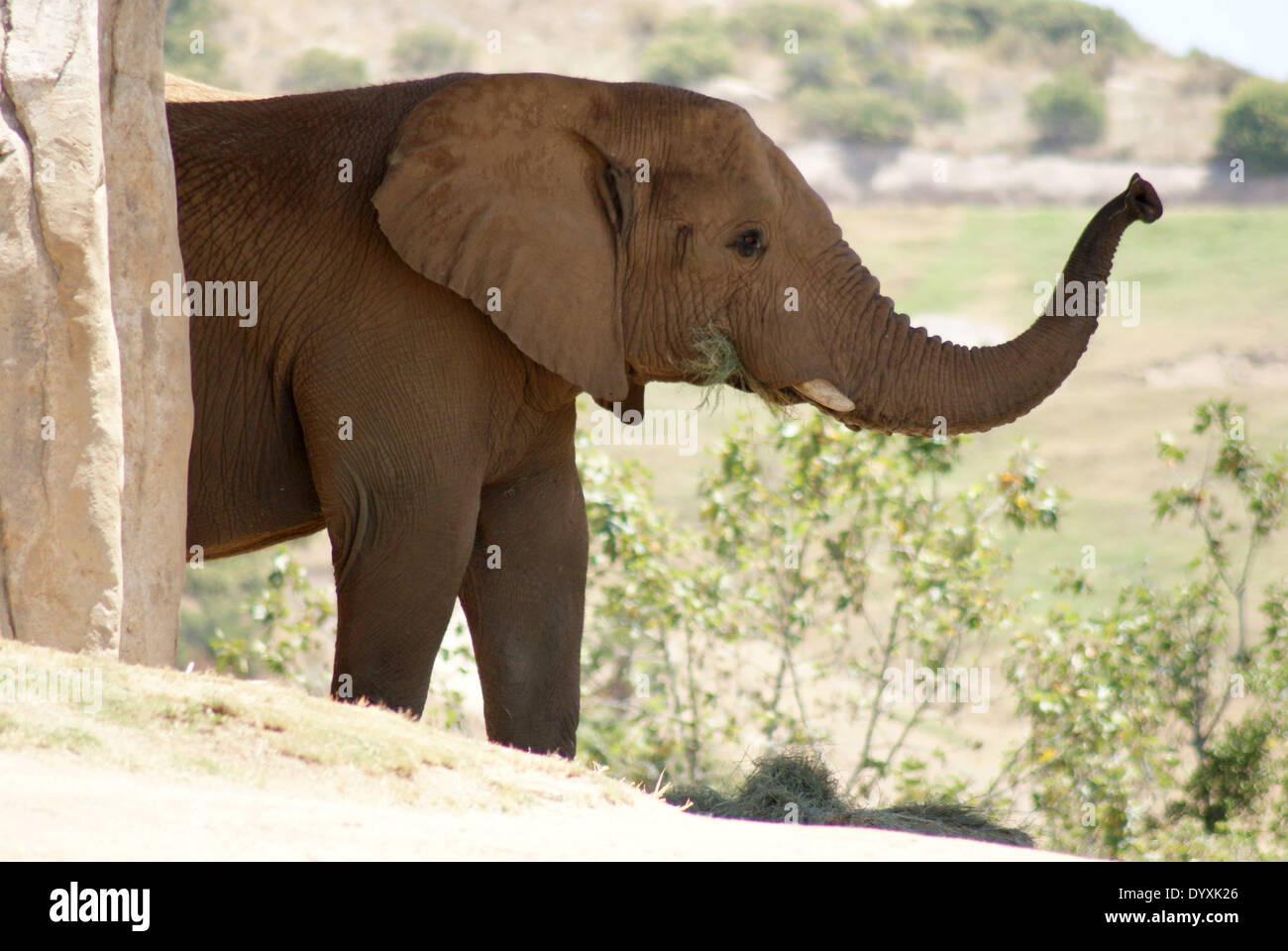 Elephants enclosure hi-res stock photography and images - Alamy