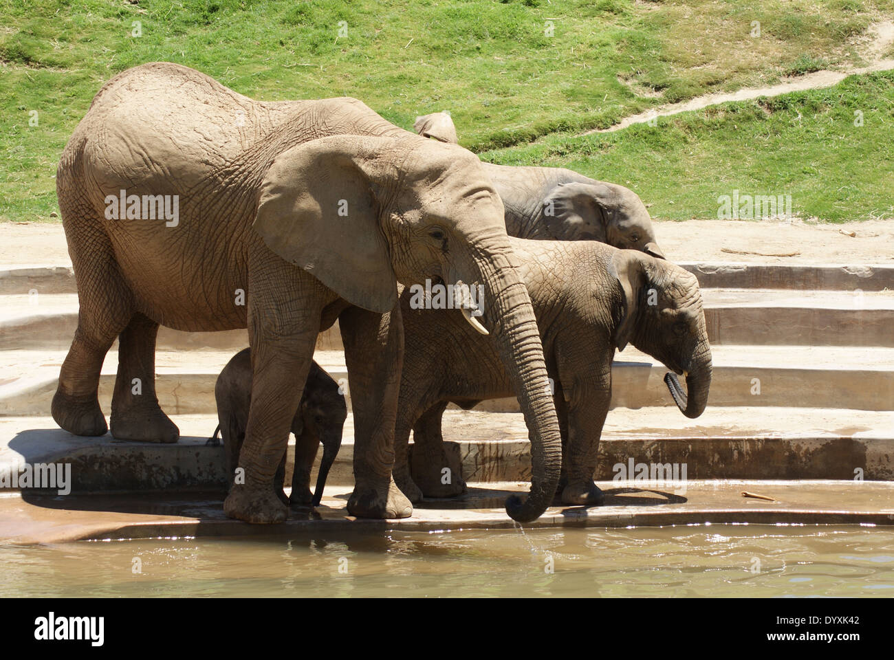 4 elephants hi-res stock photography and images - Alamy