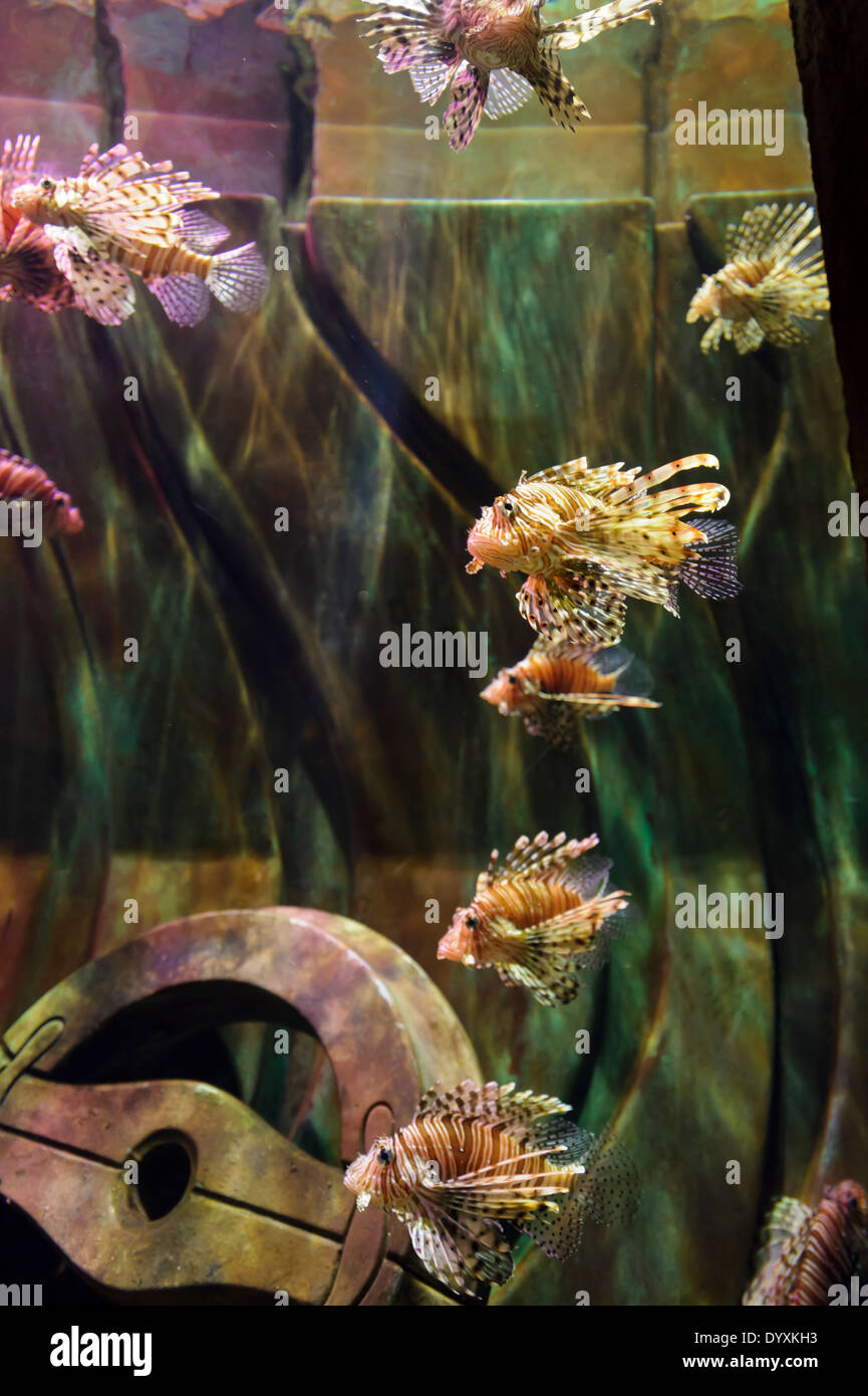 Exotic fish in a beautifully designed aquarium at the Atlantis, The ...