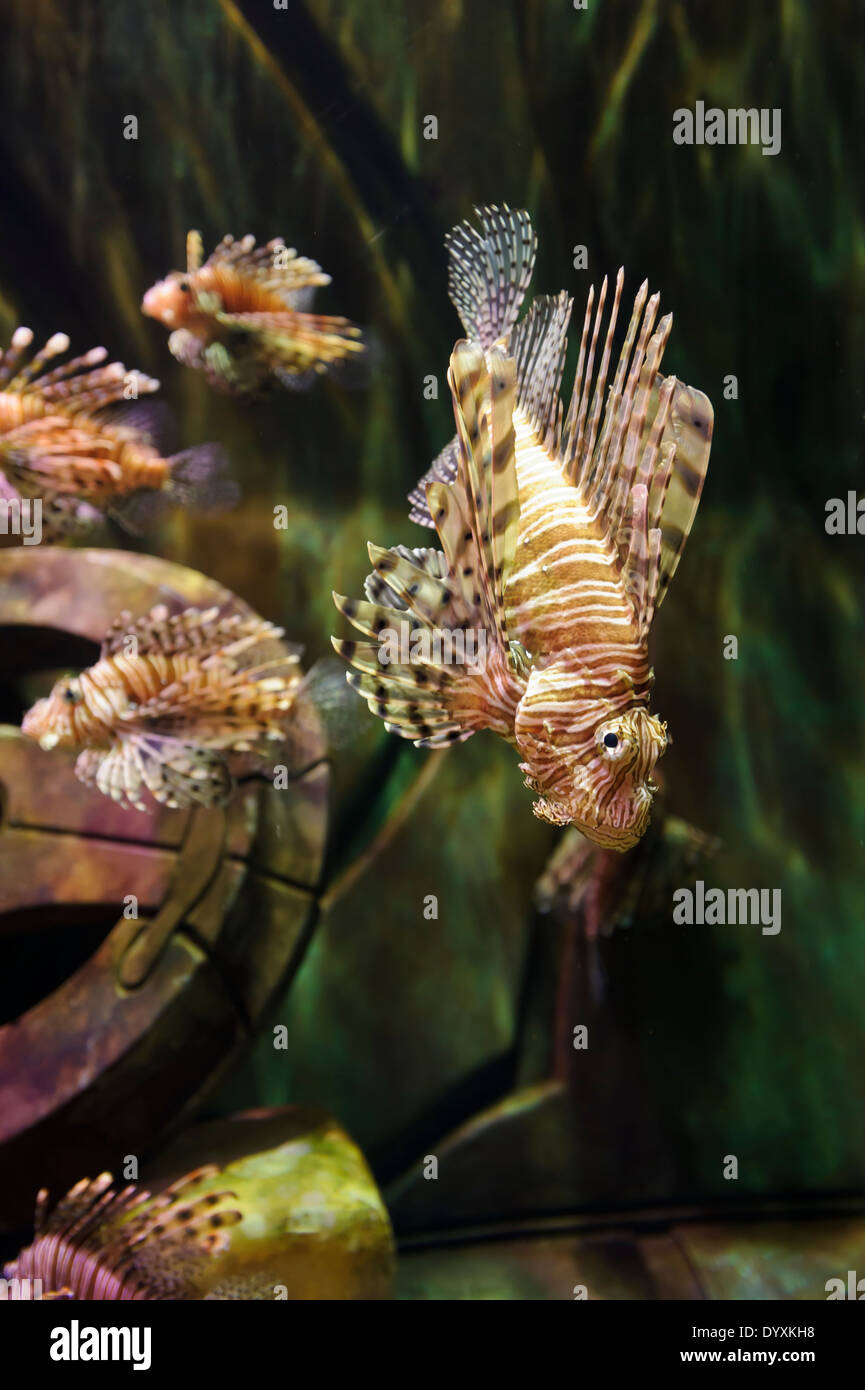 Exotic fish in a beautifully designed aquarium at the Atlantis, The ...