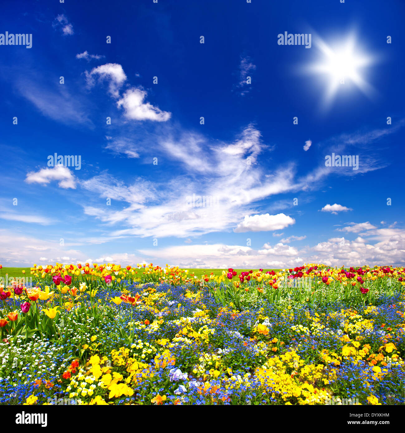 beautiful flowers meadow and cloudy blue sky. nature landscape Stock ...