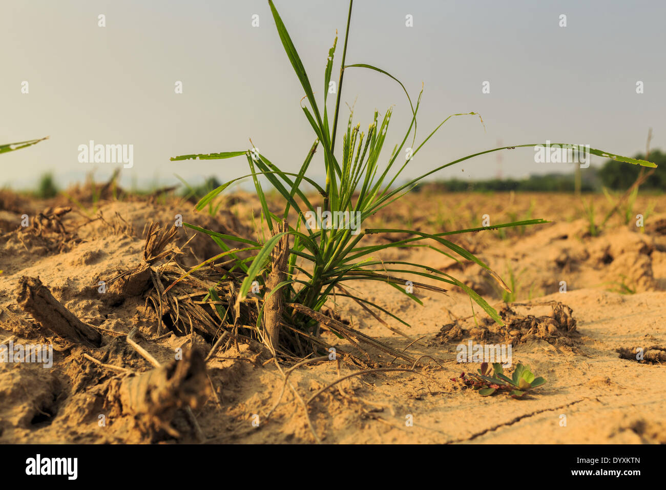 Newly planted corn hi-res stock photography and images - Alamy