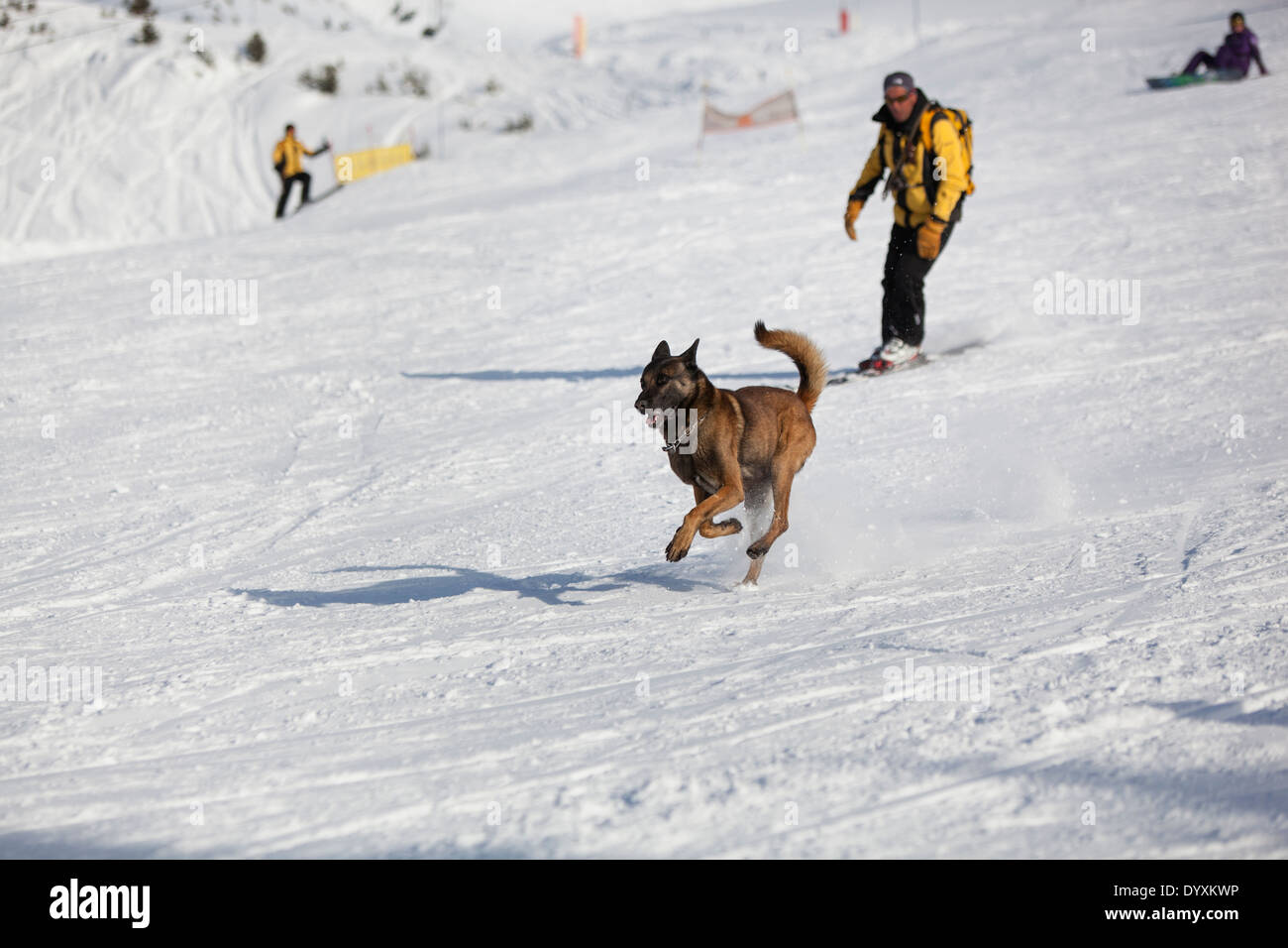 German shepherd guide dog hi-res stock photography and images - Alamy