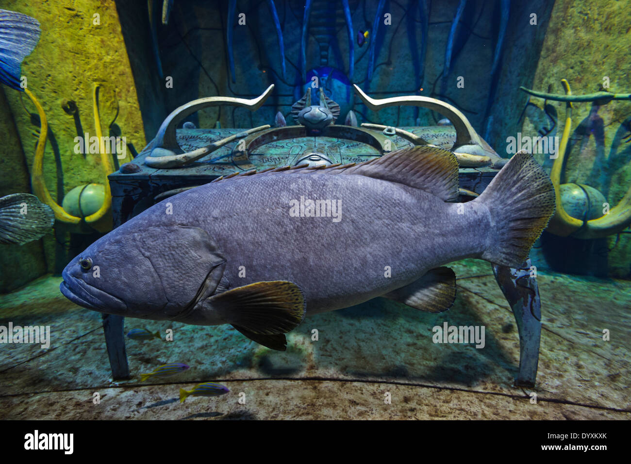 Exotic fish in a beautifully designed aquarium at the Atlantis, The ...