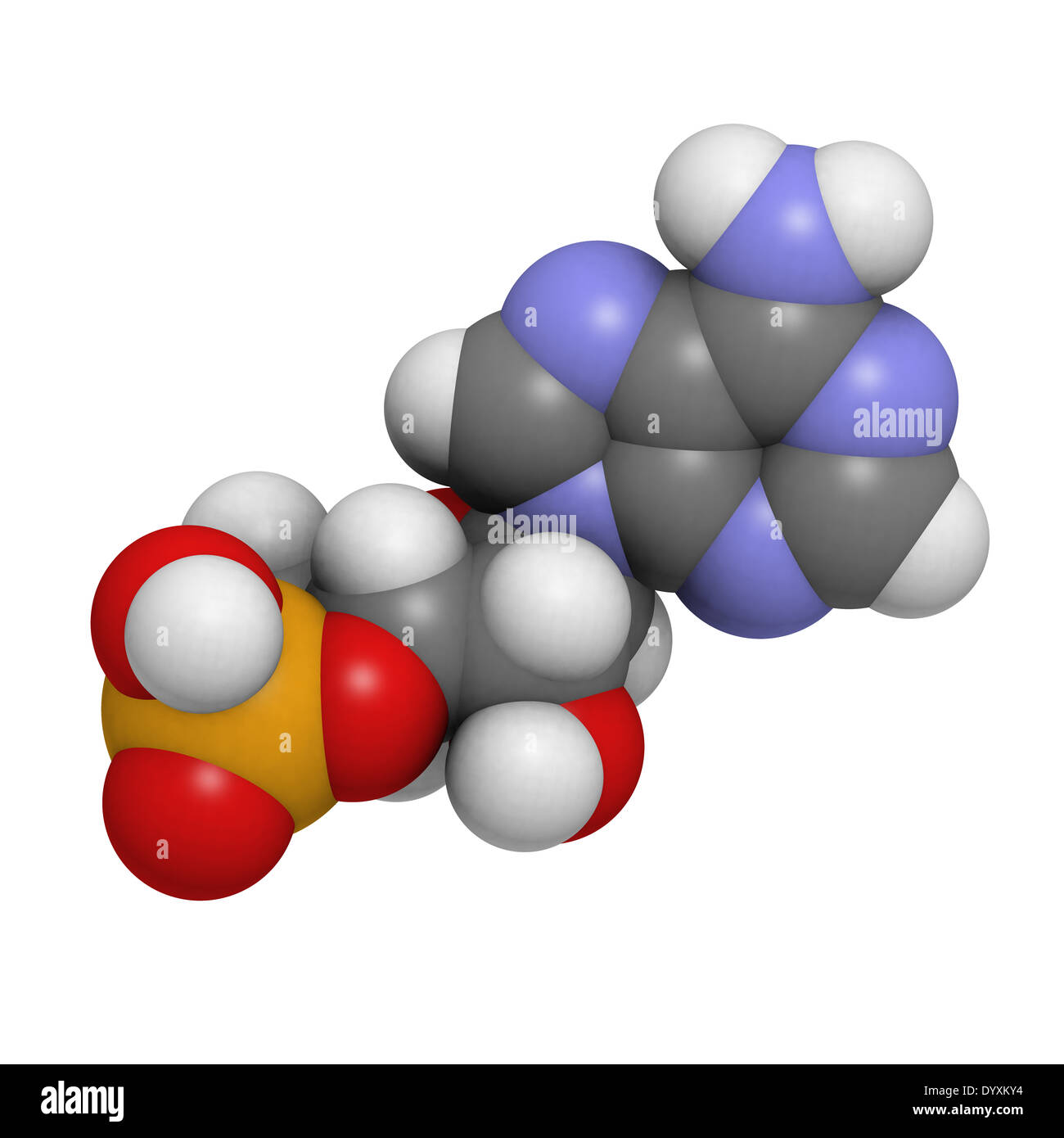 3'-5'-cyclic adenosine monophosphate (cAMP) molecule. Important second ...