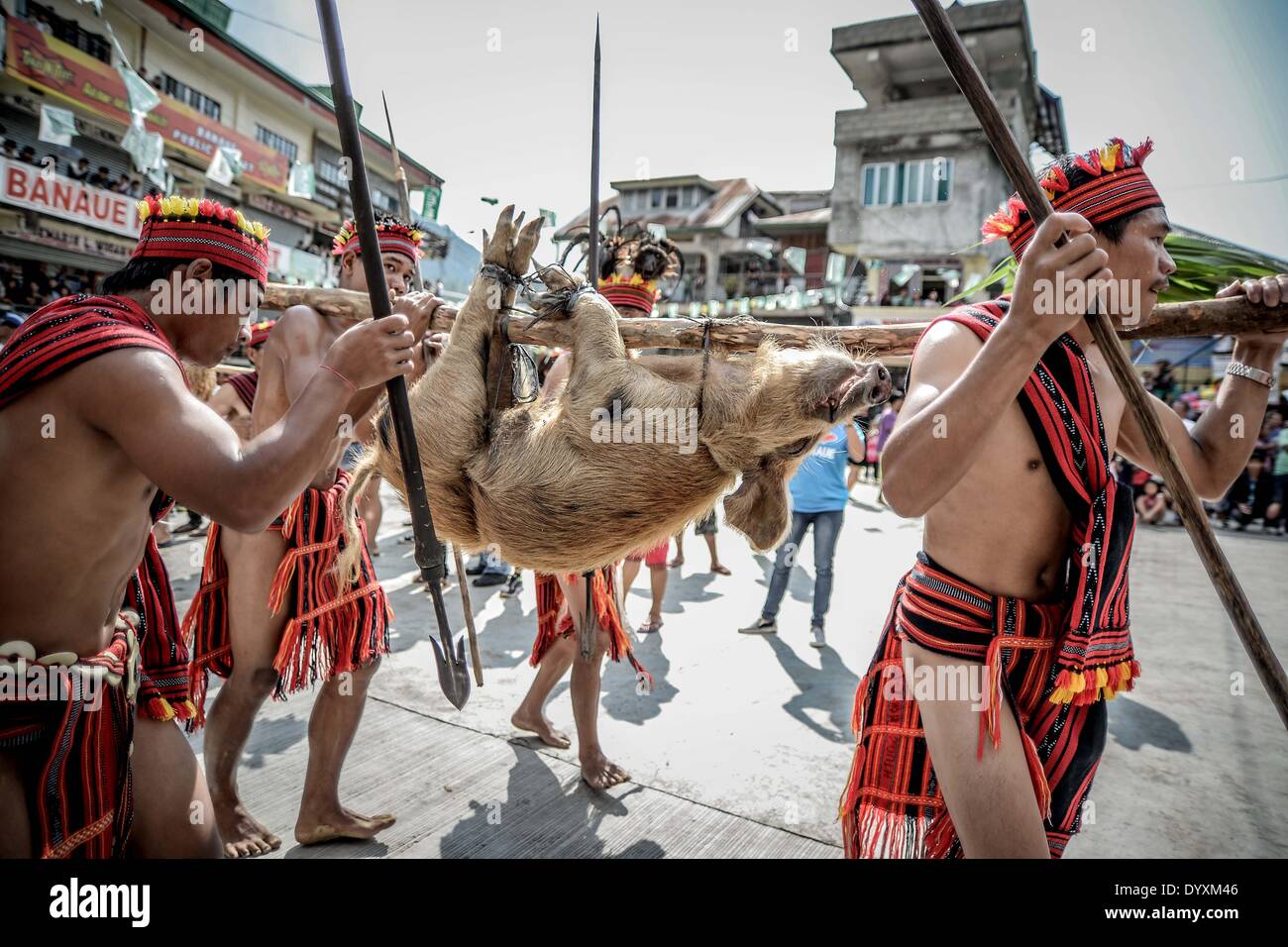 Banaue, Philippines. 27th Apr, 2014. Ifugao tribesmen carry a pig as ...