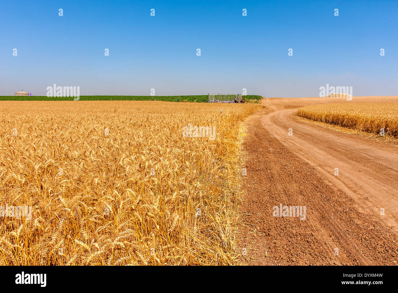 Israel wheat grain hi-res stock photography and images - Alamy