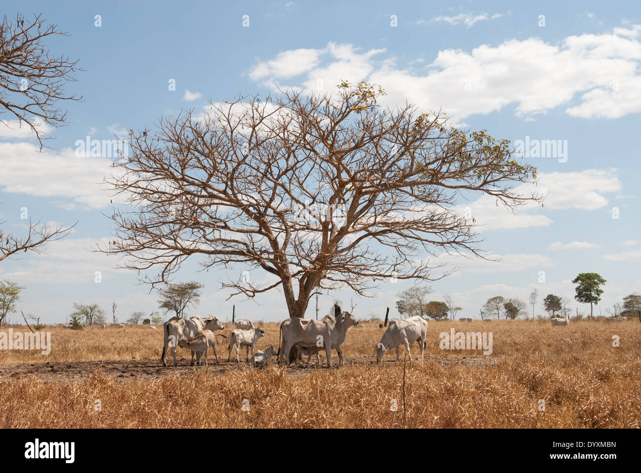 Amazon rainforest deforestation cattle hi-res stock photography and ...