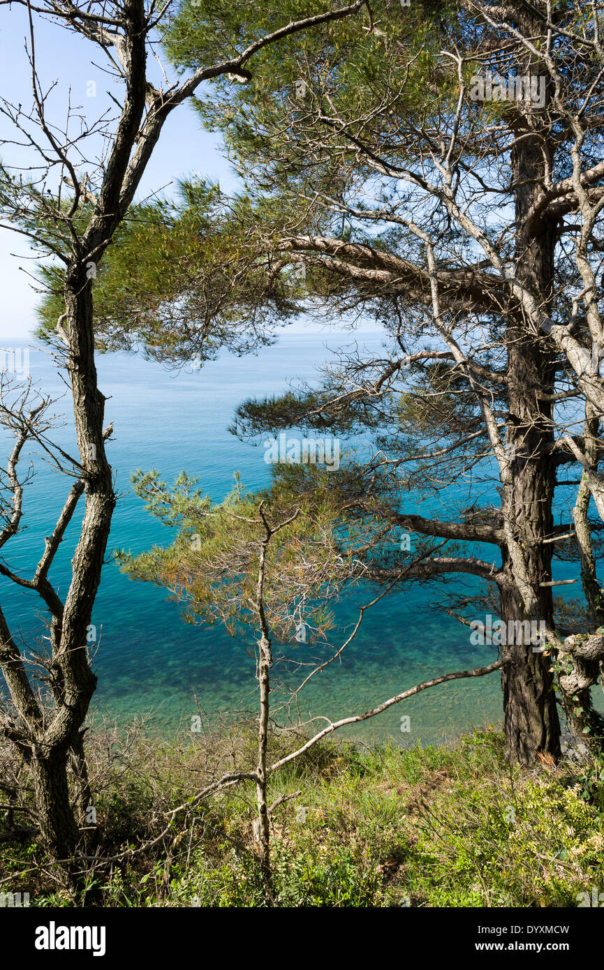 Trees over sea Stock Photo - Alamy