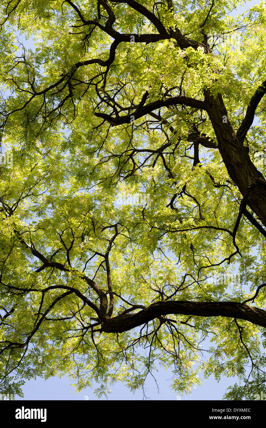 the crown of the tree Stock Photo - Alamy