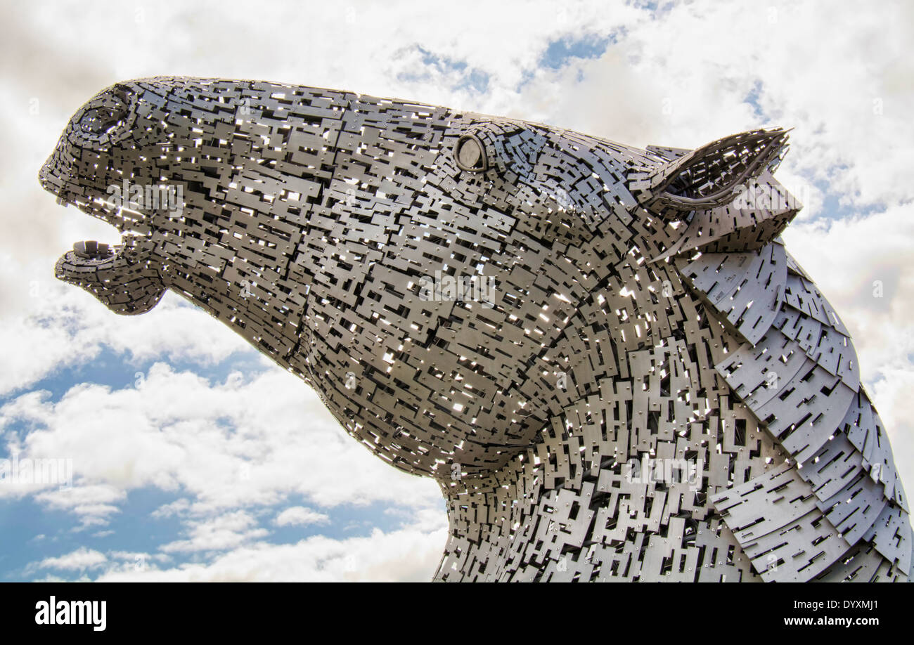 Kelpie head hi-res stock photography and images - Alamy